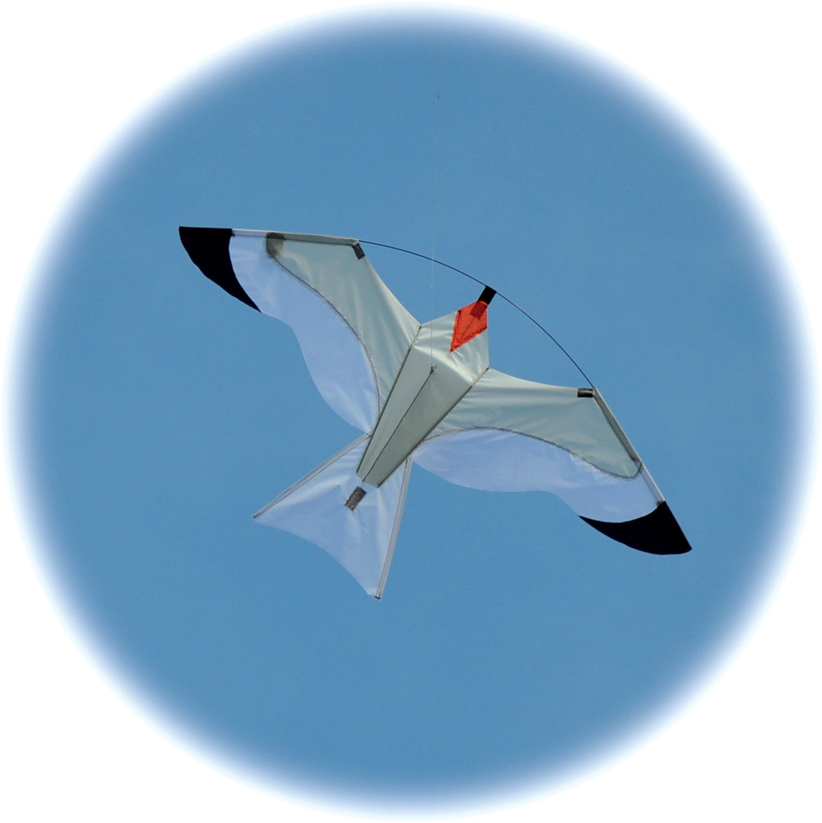 Gull kite - great as a bird scarer crop protector and also to fly from ...